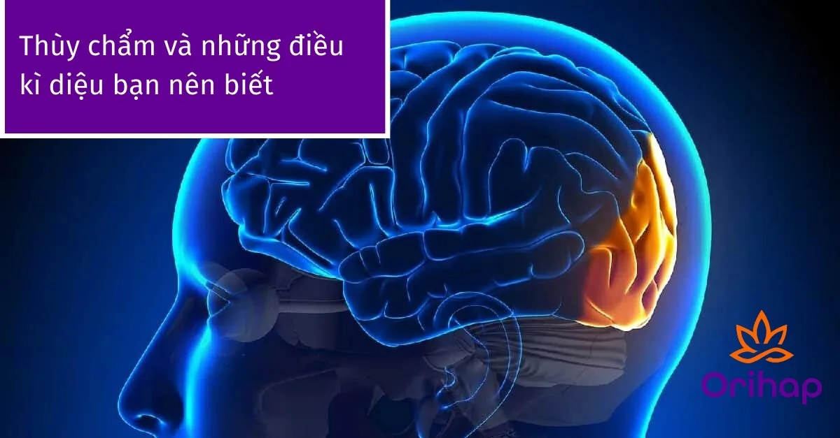 Thùy chẩm và những điều kì diệu bạn nên biết